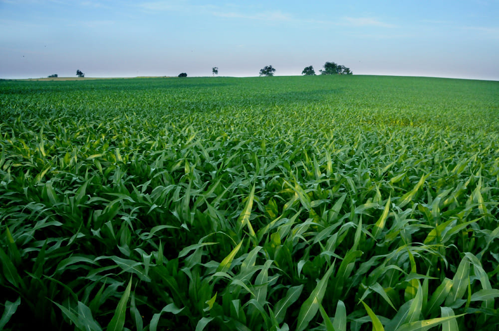 Land Auction Event of the Year! 5,529 Acres in 54 Tracts - Tillable ...